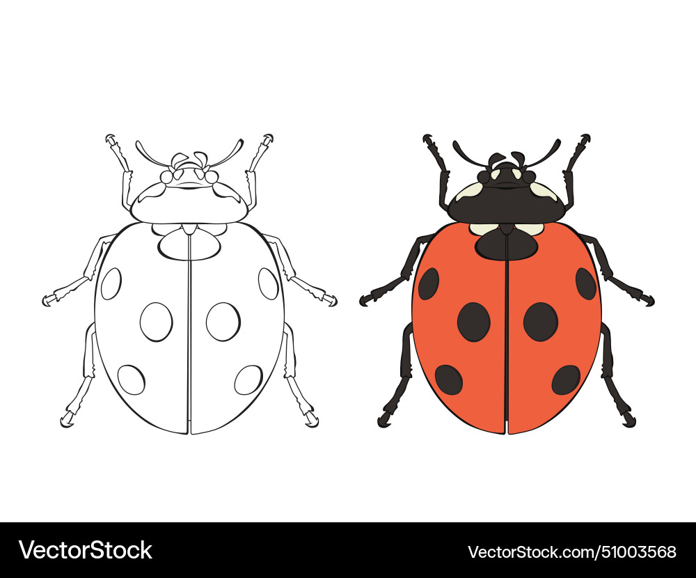 Ladybug colored and line art Royalty Free Vector Image