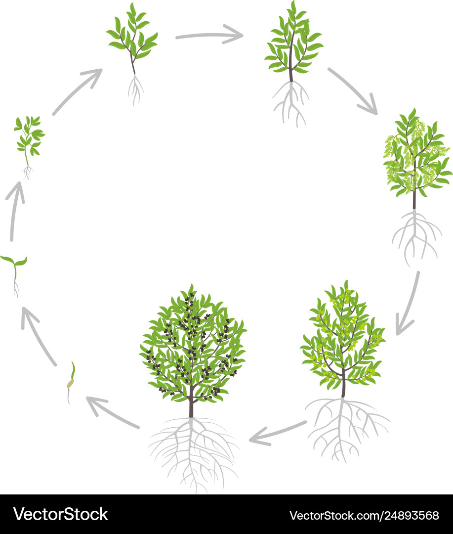Olive tree growth stages Royalty Free Vector Image