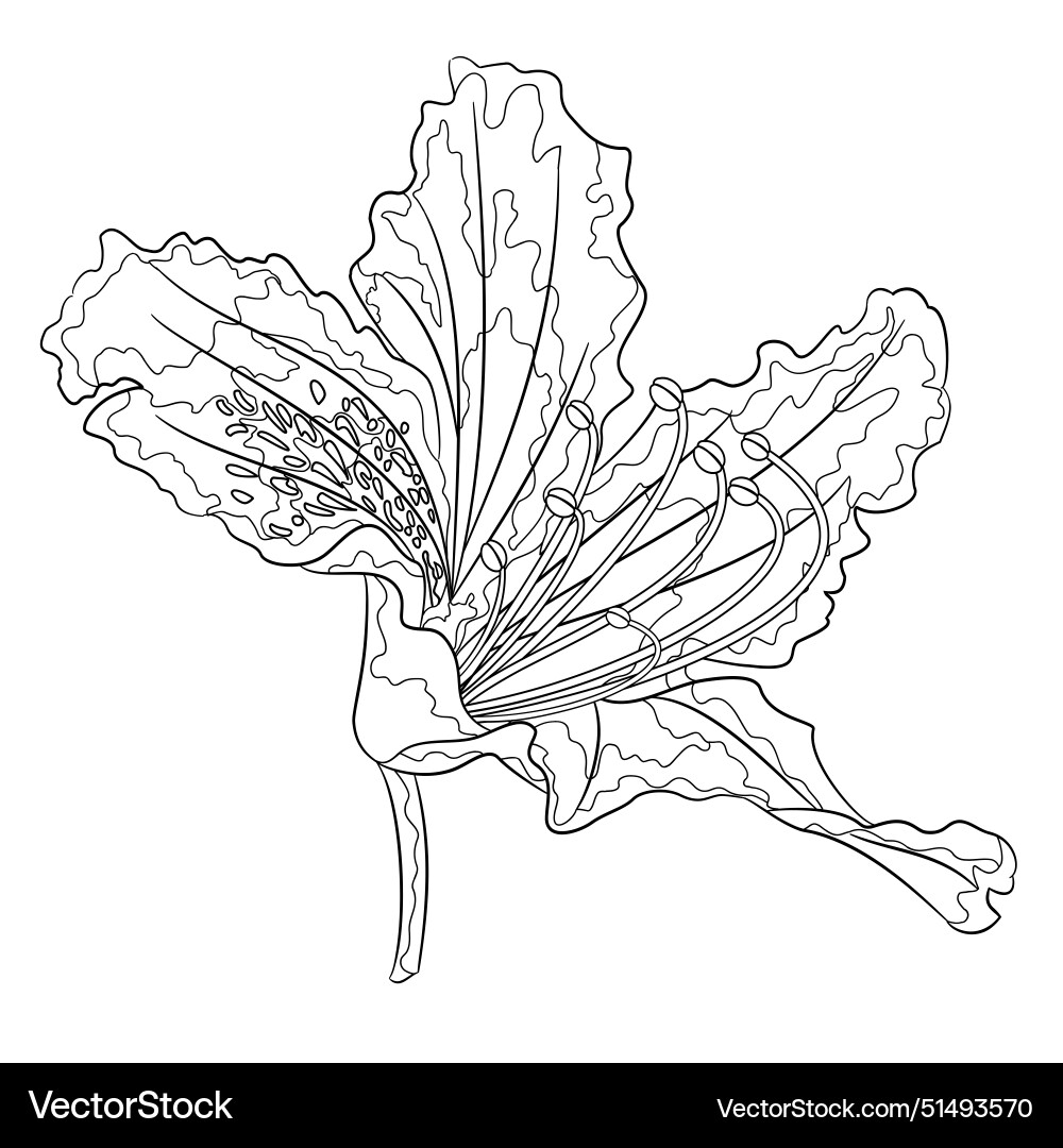 Flower rhododendron mountain shrub outline Vector Image