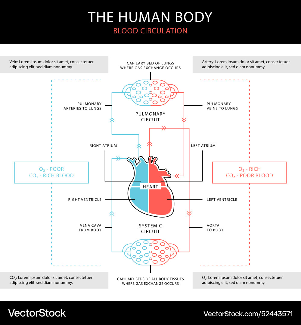 Linear circulatory system infographic template Vector Image