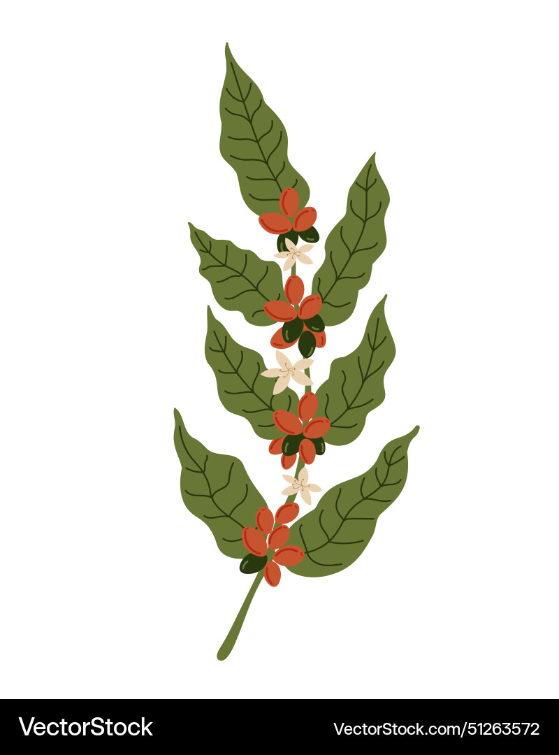 Coffee branch hand drawn Royalty Free Vector Image