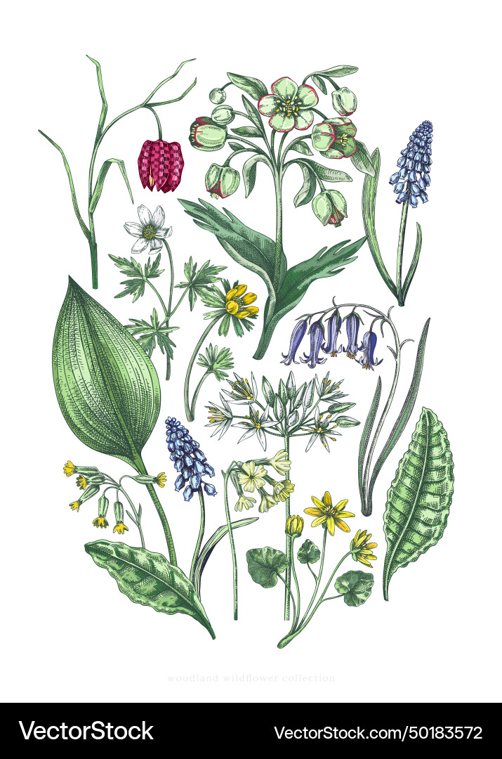 Elegant spring poster design wildflowers print Vector Image