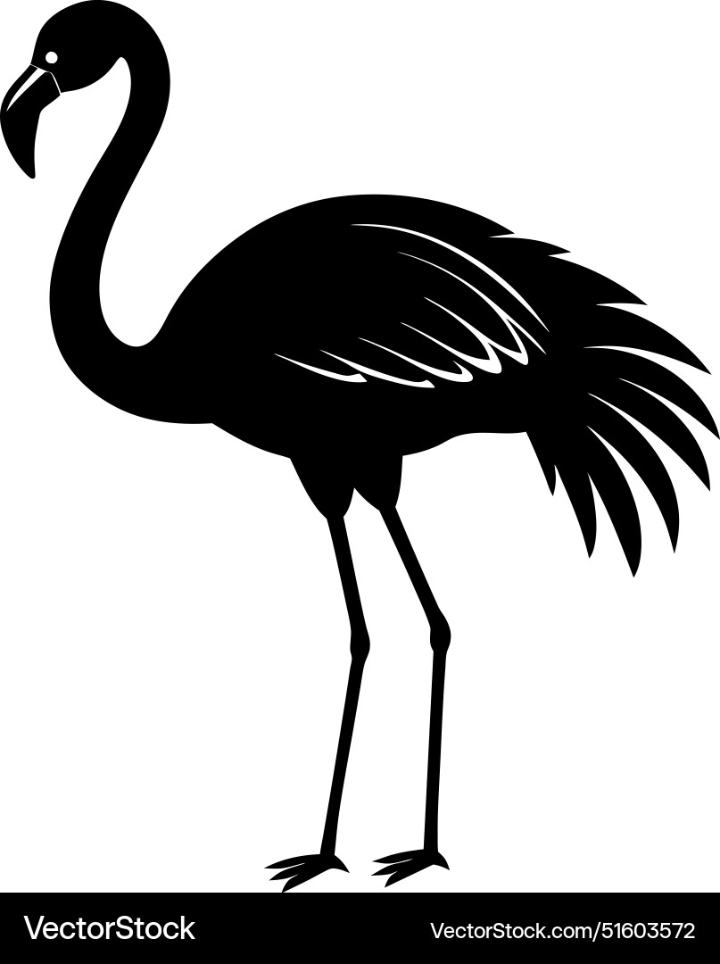 Wild flamingo bird Royalty Free Vector Image - VectorStock