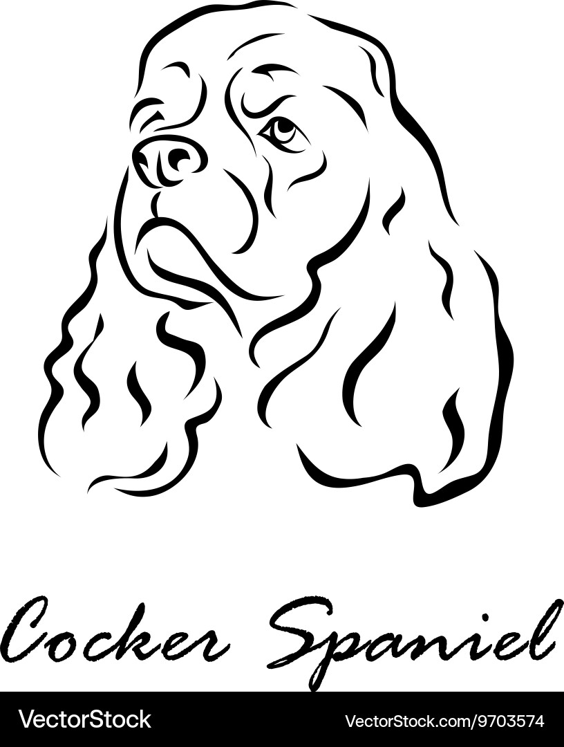 Cocker Spaniel Portrait Royalty Free Vector Image