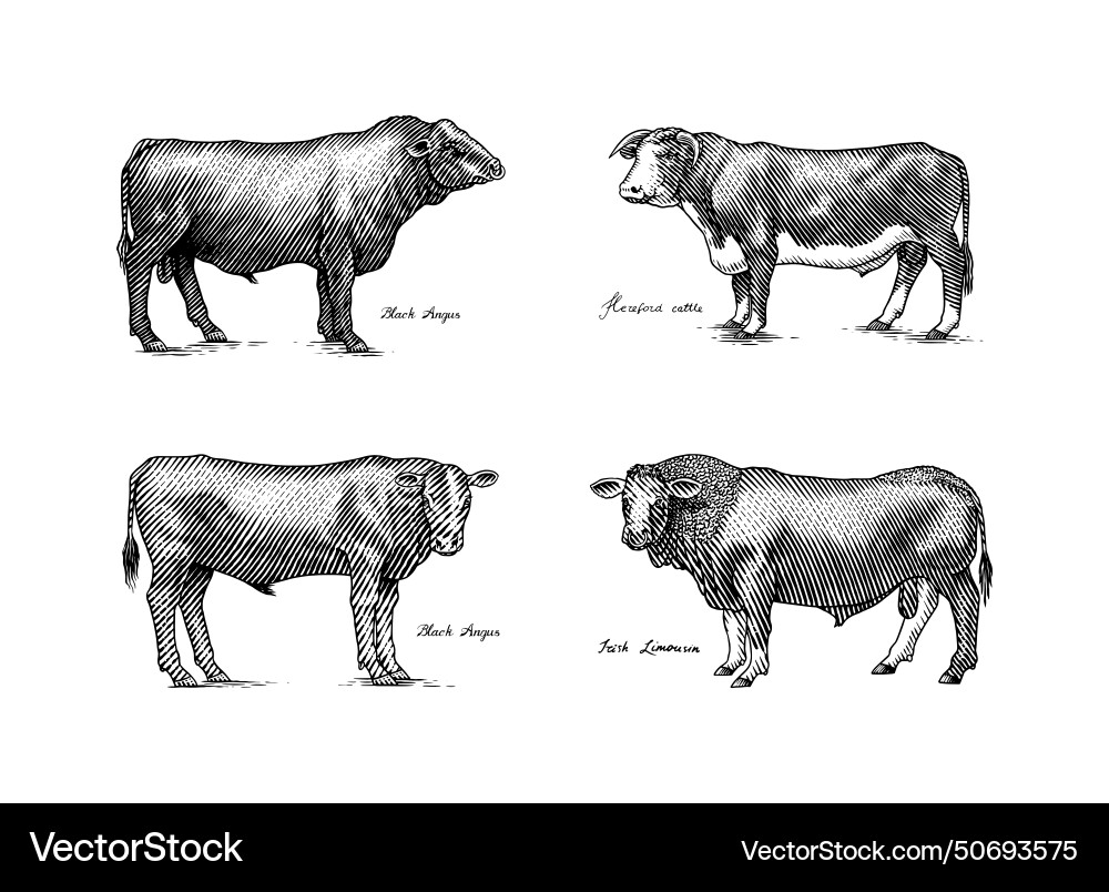 A group of cows standing next to each other Vector Image