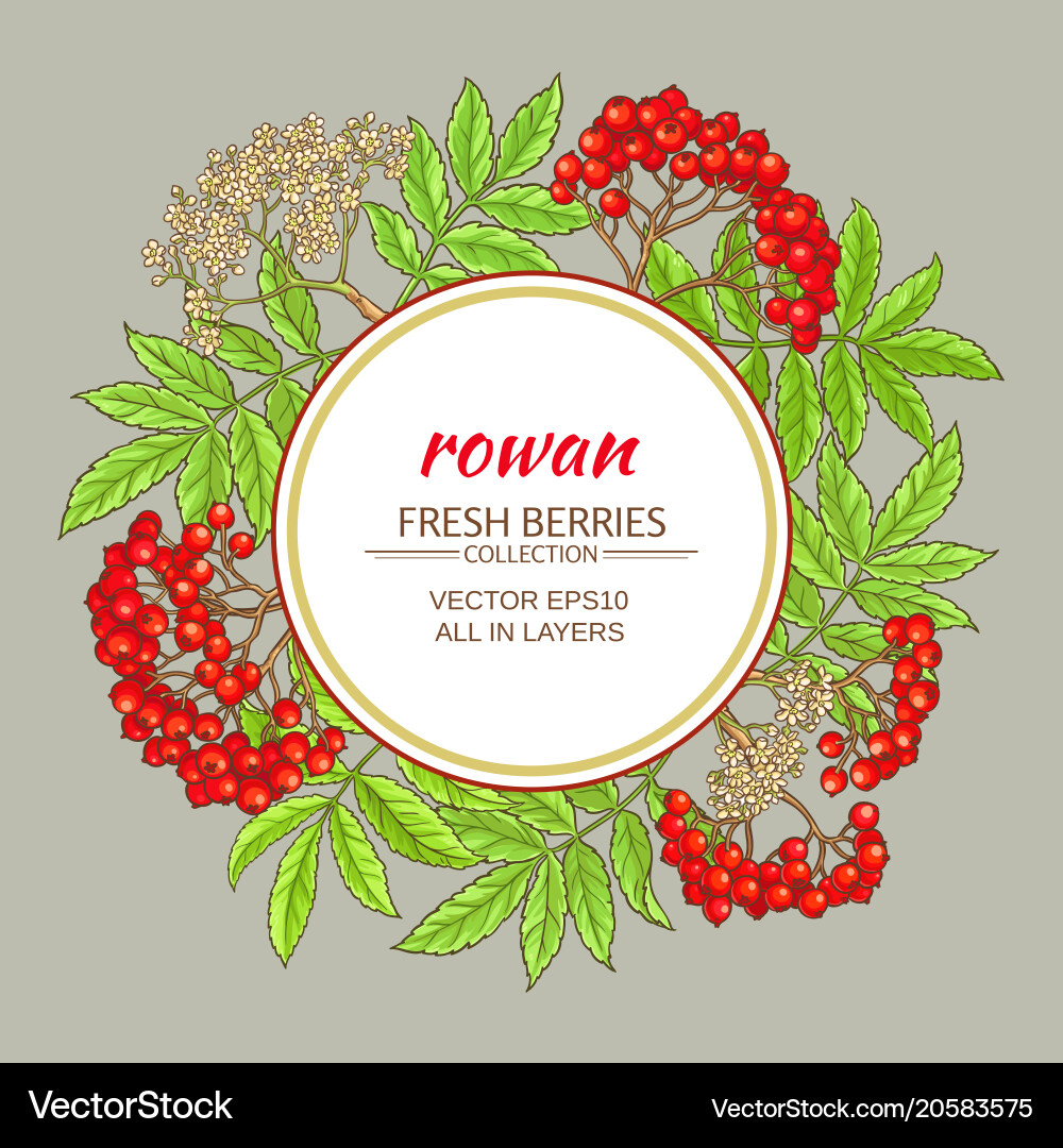 Rowan frame Royalty Free Vector Image - VectorStock