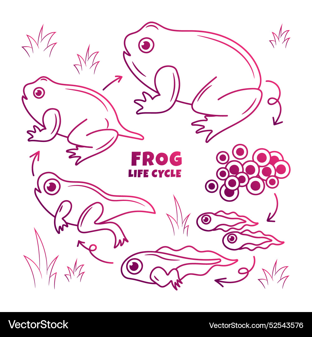 Frog life cycle with hand drawn gradient outline Vector Image