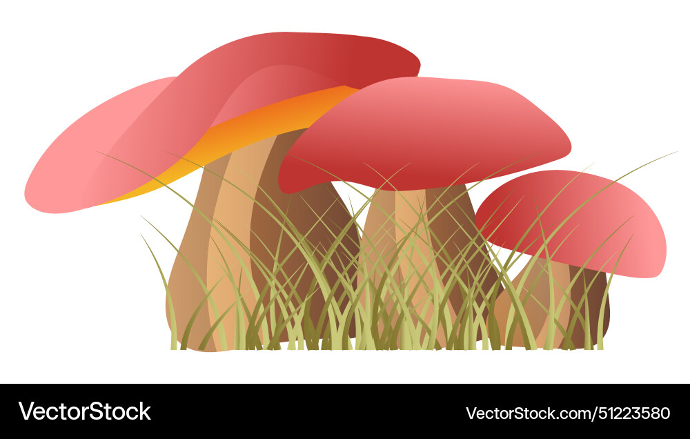 Forest mushrooms in grass flat design fungus Vector Image