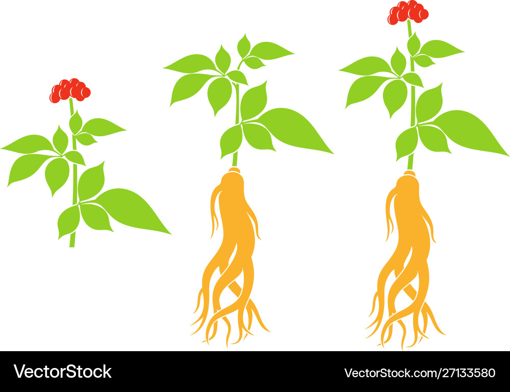 Ginseng Royalty Free Vector Image - VectorStock