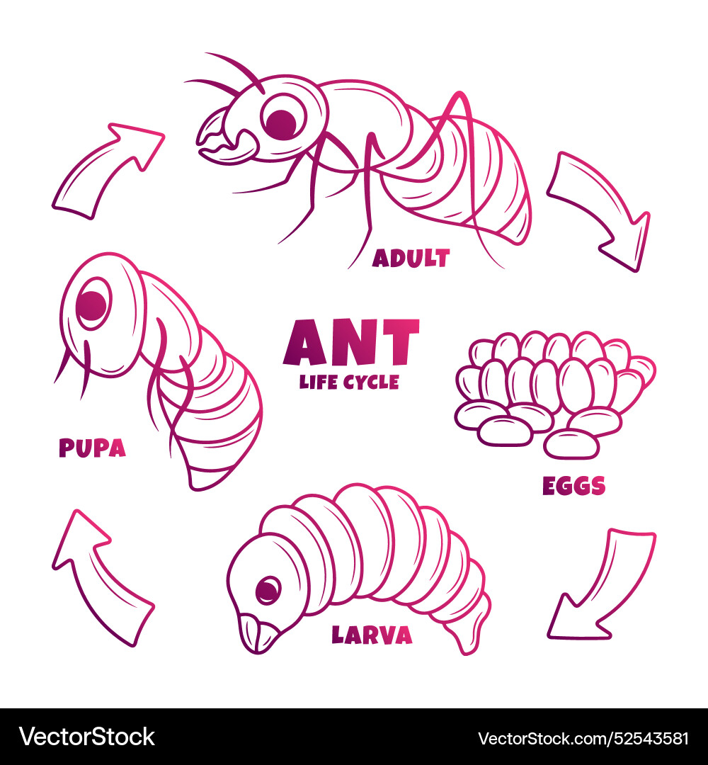 Ant life cycle with hand drawn gradient outline Vector Image