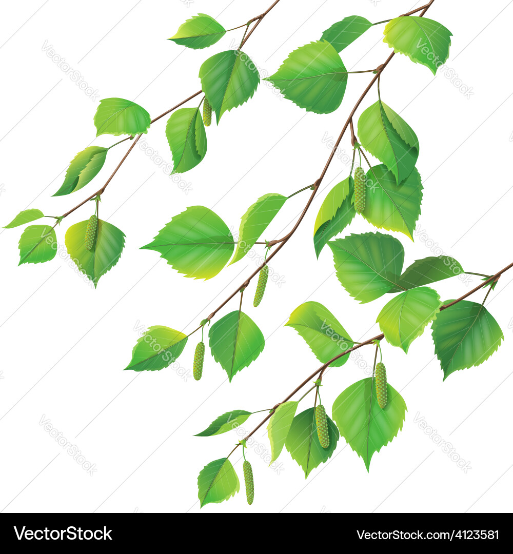 Birch branches Royalty Free Vector Image - VectorStock