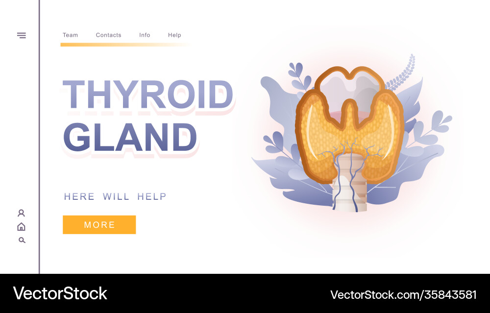Thyroid Health Banner Royalty Free Vector Image