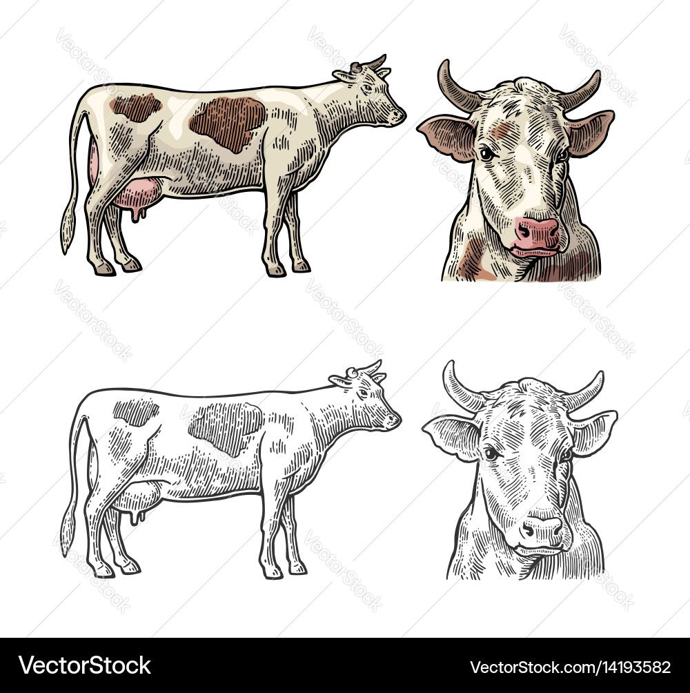Cow side and front view hand drawn in a graphic Vector Image