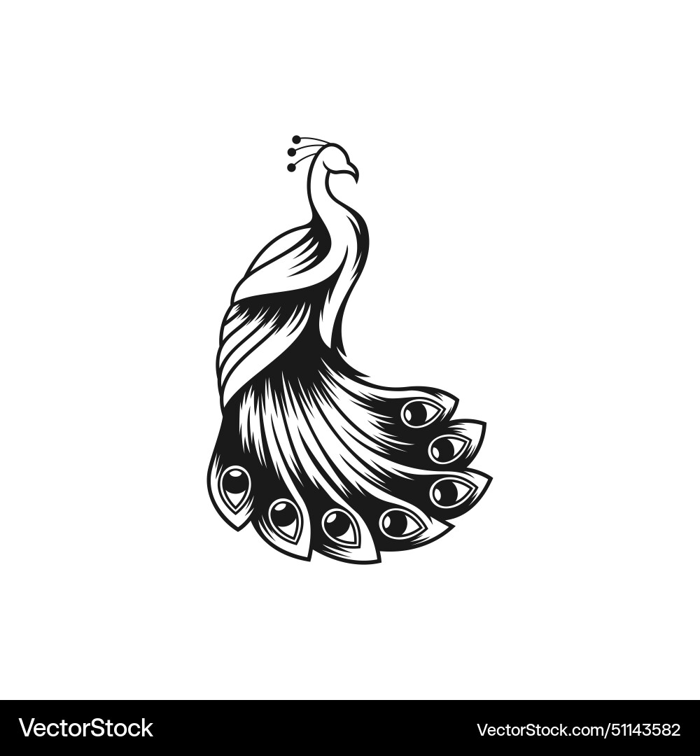 Peacock Royalty Free Vector Image - VectorStock