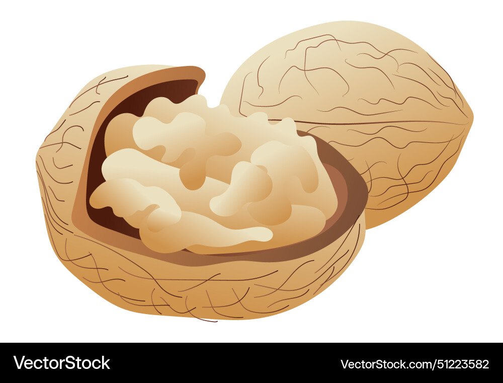 Walnut in cracked nutshell flat design Royalty Free Vector