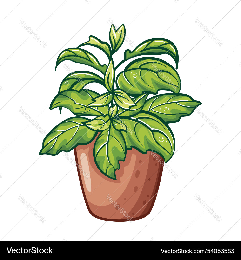 Basil Vector Images (over 18,000)