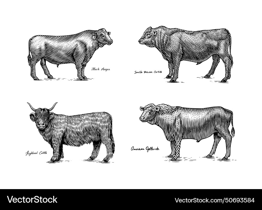 A group of cows standing next to each other Vector Image