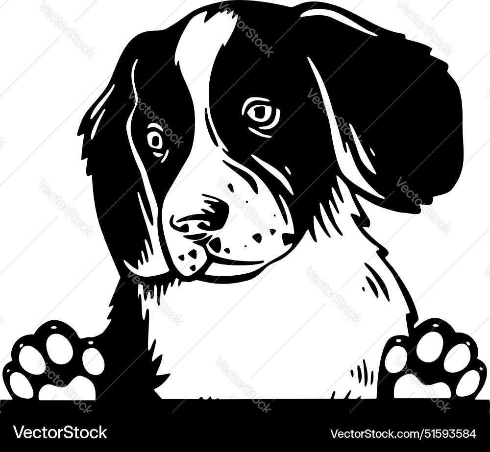 Peeking english springer spaniel - dog breed Vector Image
