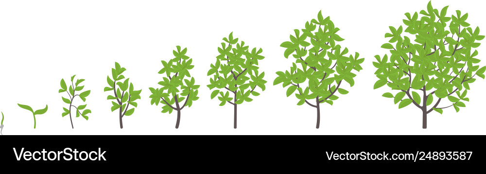 Tree growth stages ripening Royalty Free Vector Image