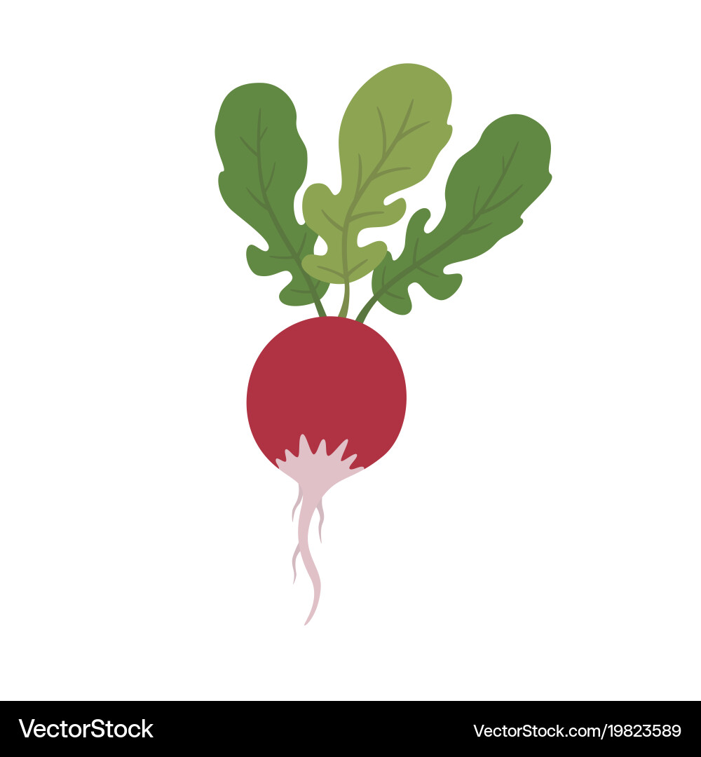 Radish Vegetable Flat Icon Royalty Free Vector Image