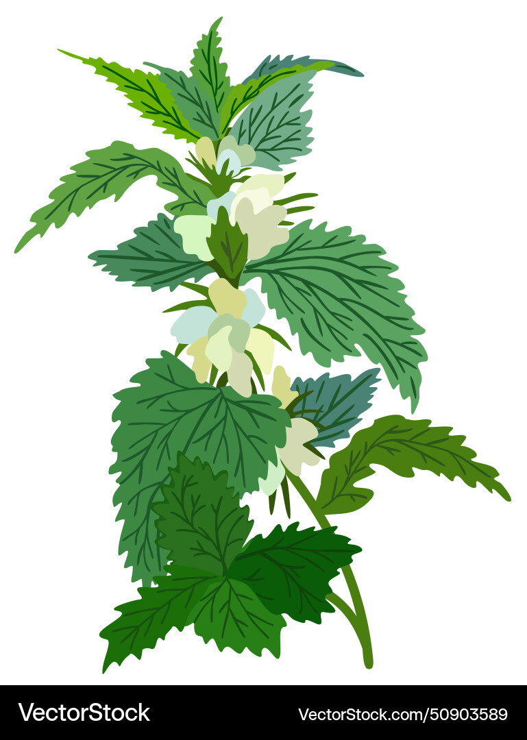 White dead nettle plant isolated Royalty Free Vector Image