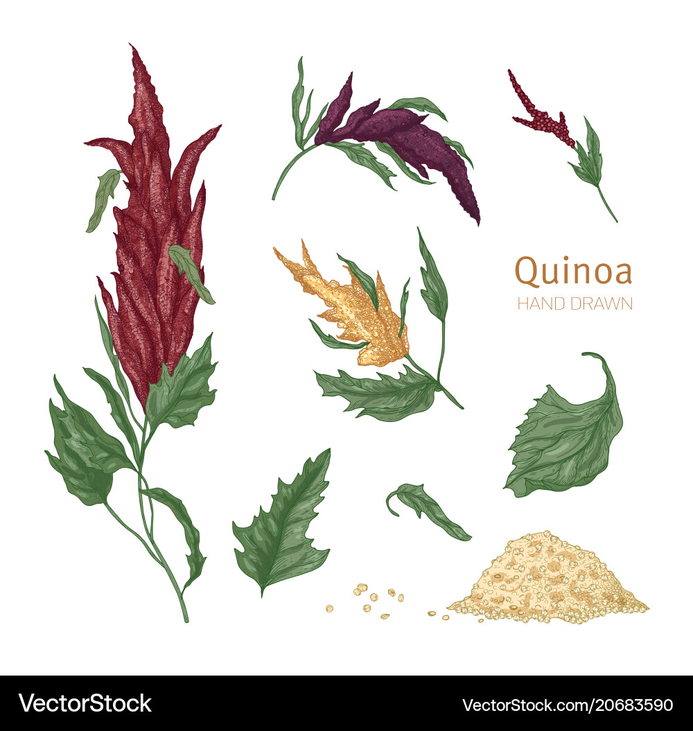 Bundle of various quinoa flowering plants Vector Image
