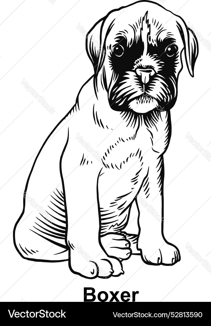 Puppy boxer - dog breed file Royalty Free Vector Image