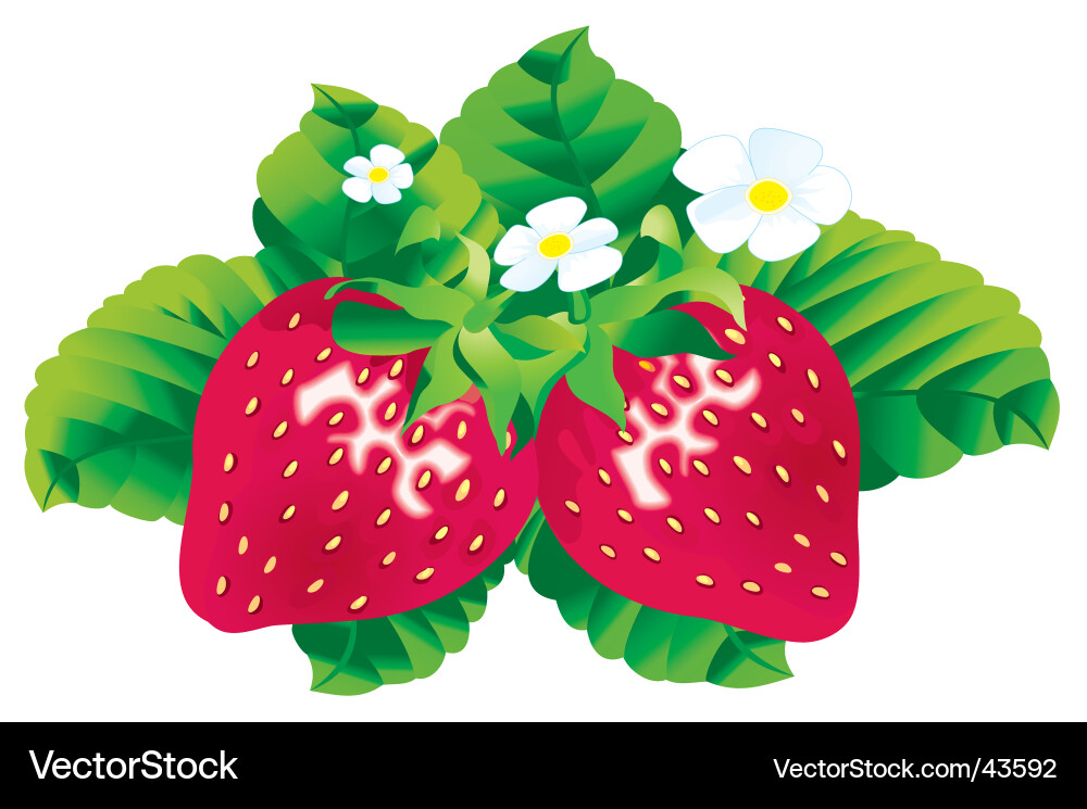 Strawberries Royalty Free Vector Image - VectorStock