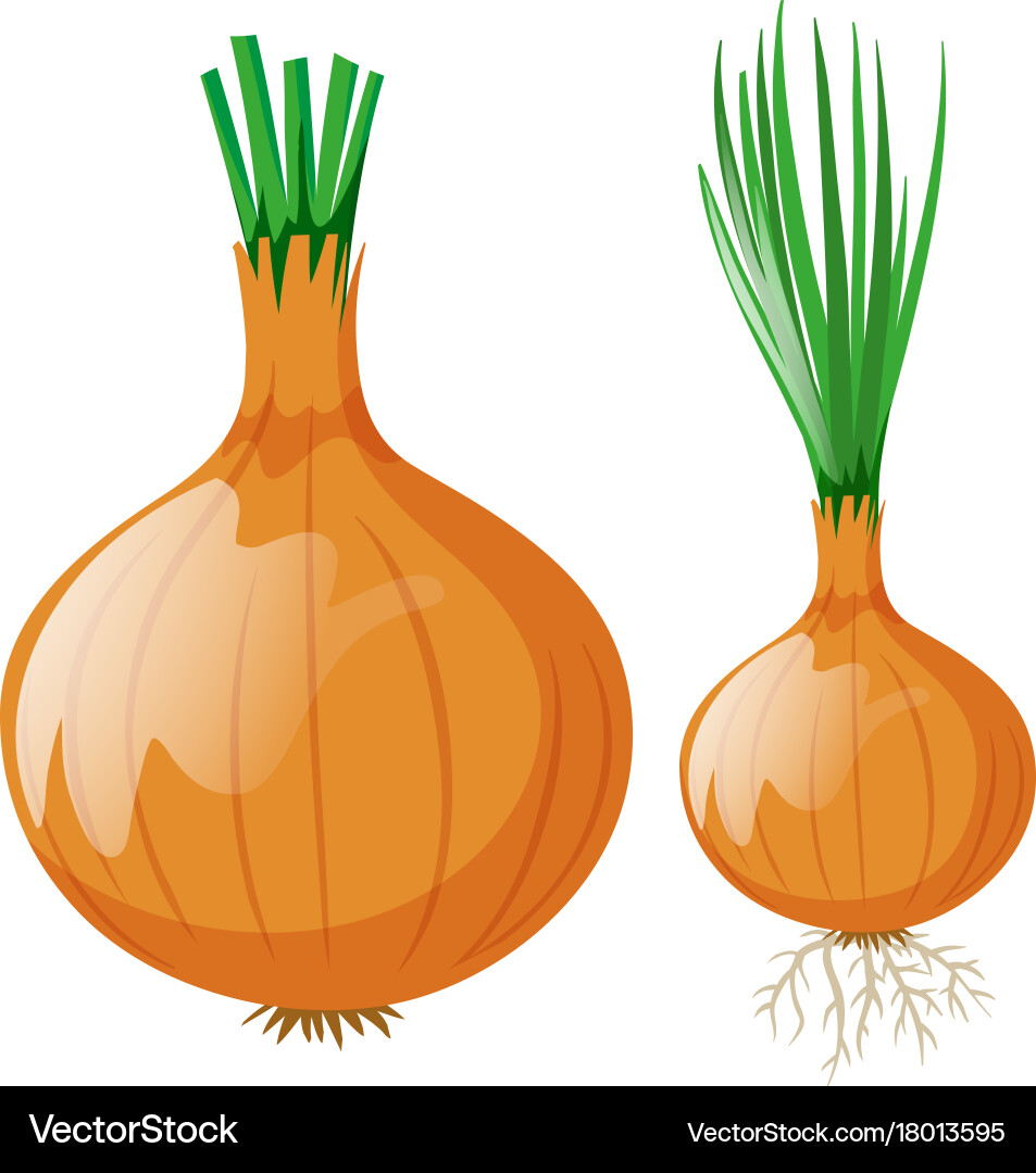 Onion with leaves and roots Royalty Free Vector Image