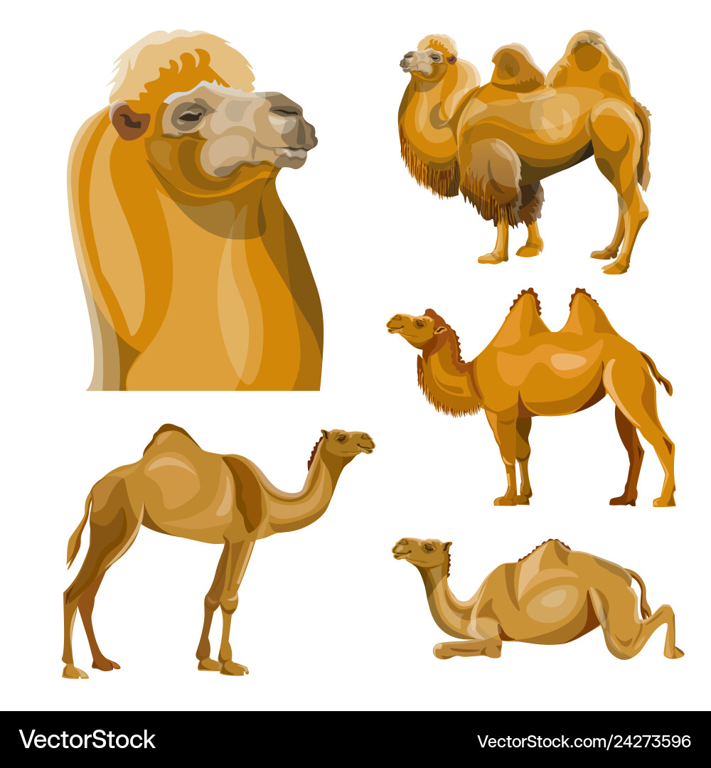 Collection of camels Royalty Free Vector Image