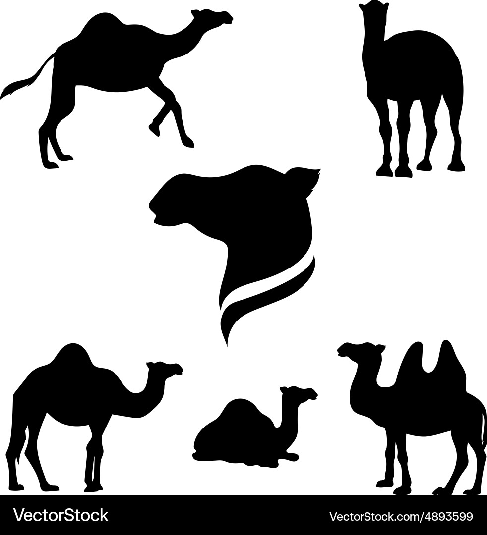 Camelset Royalty Free Vector Image - VectorStock