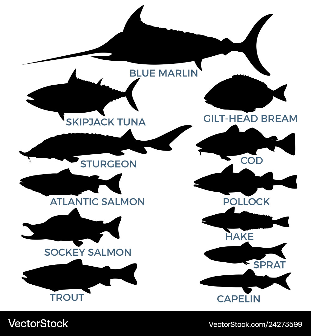Commercial fish species Royalty Free Vector Image