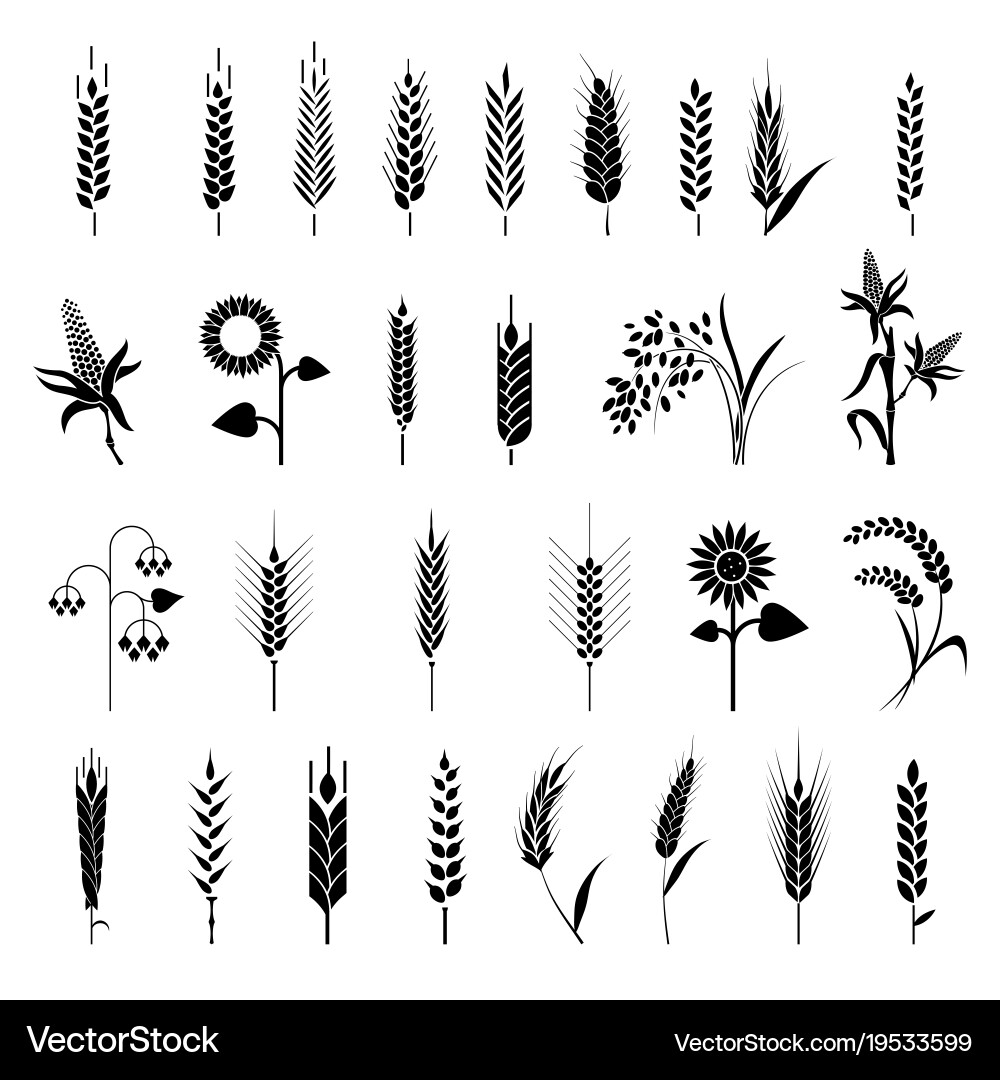 Grain Icon Collection Royalty Free Vector Image