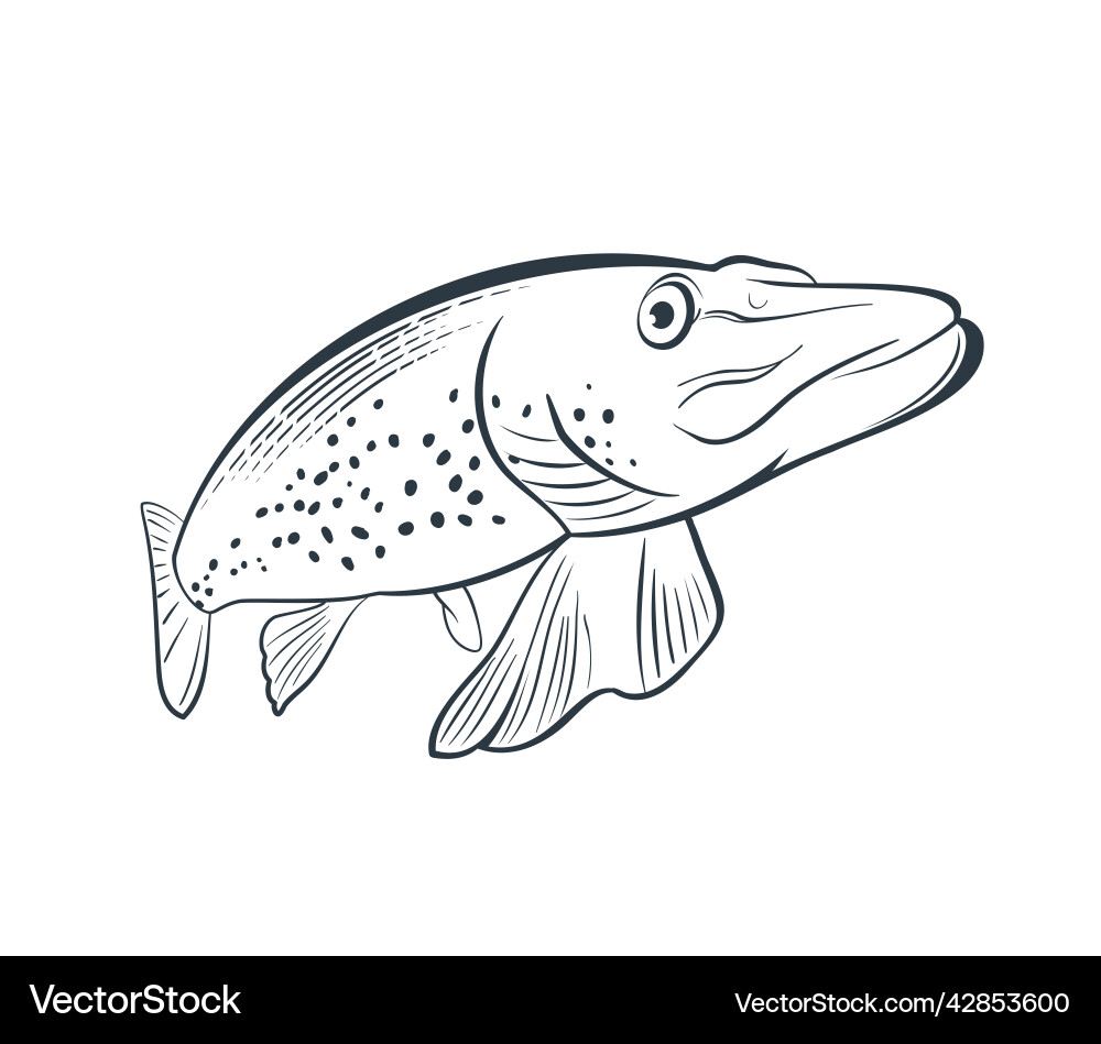 Northern pike fish in line style Royalty Free Vector Image