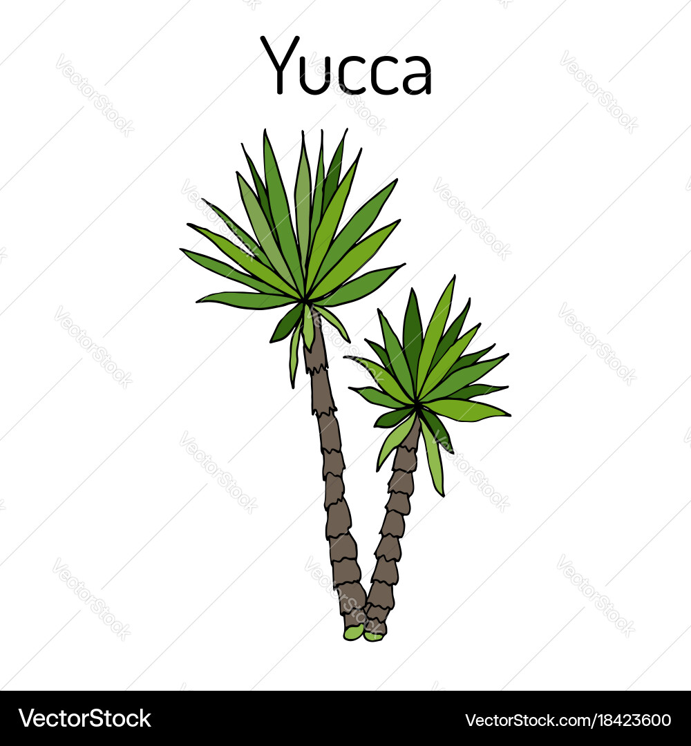 Yucca gloriosa medicinal plant Royalty Free Vector Image