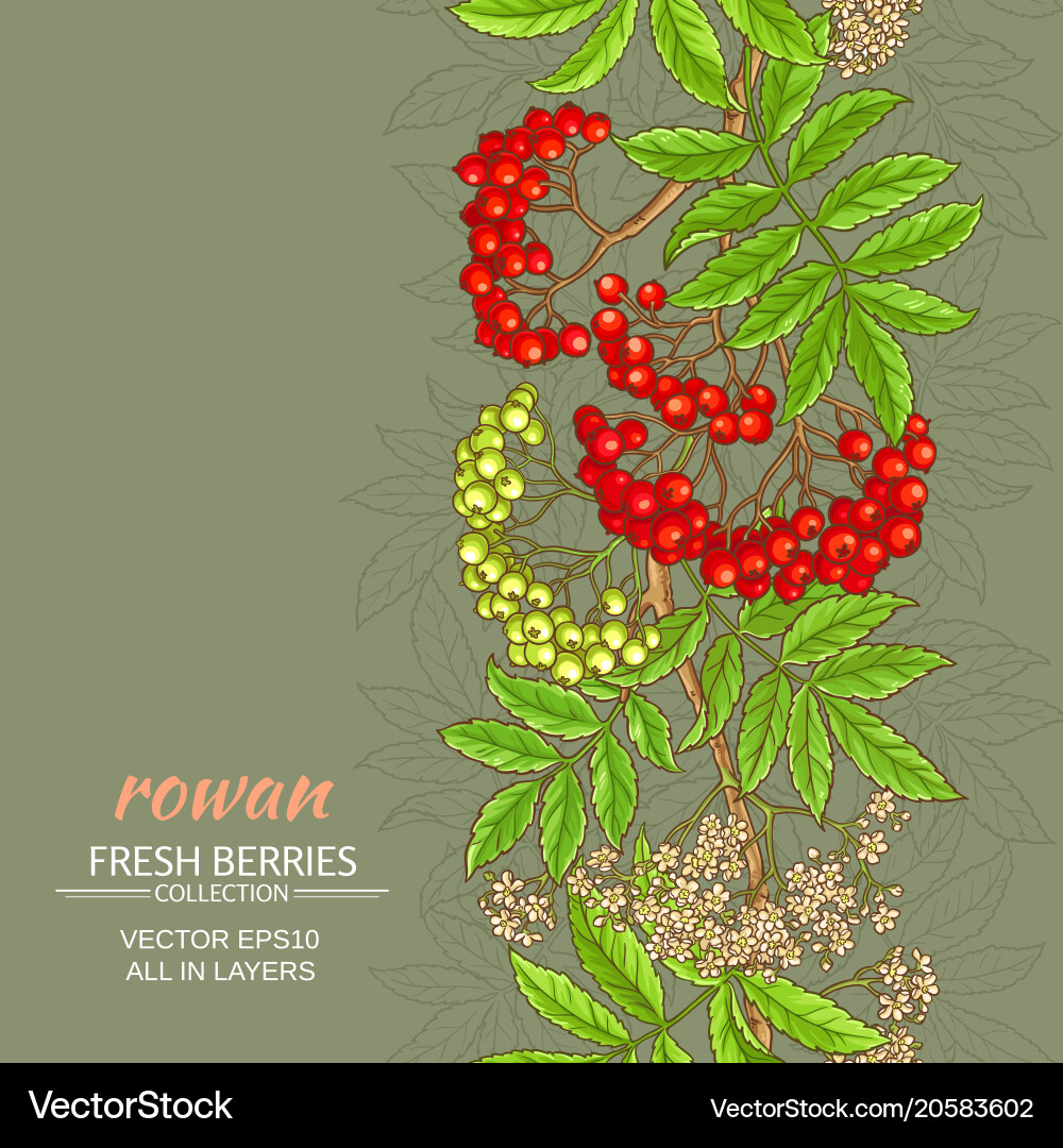 Rowan background Royalty Free Vector Image - VectorStock