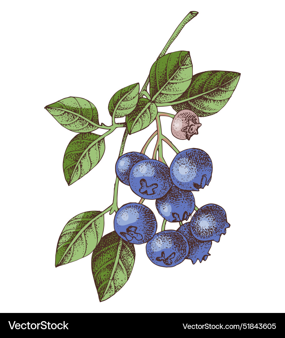 Blueberries branch with ripe berries Royalty Free Vector