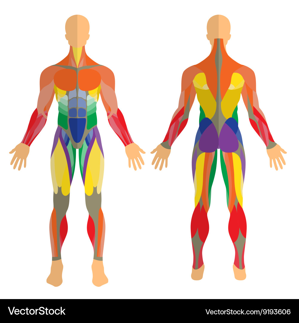 Human Muscle Anatomy - Front & Rear View Vector Image