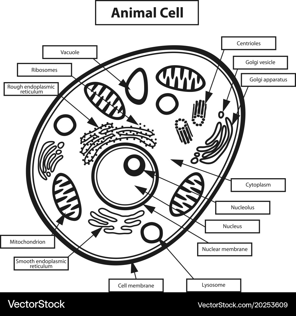 Cell Diagram Labeled Black And White Prokaryotic Cell Diagram/How To