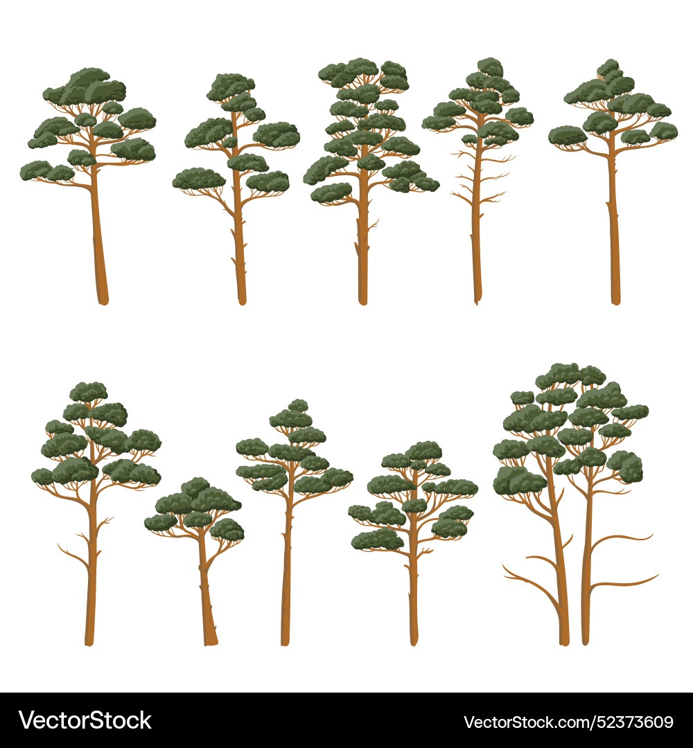 Drawing pine trees Royalty Free Vector Image - VectorStock