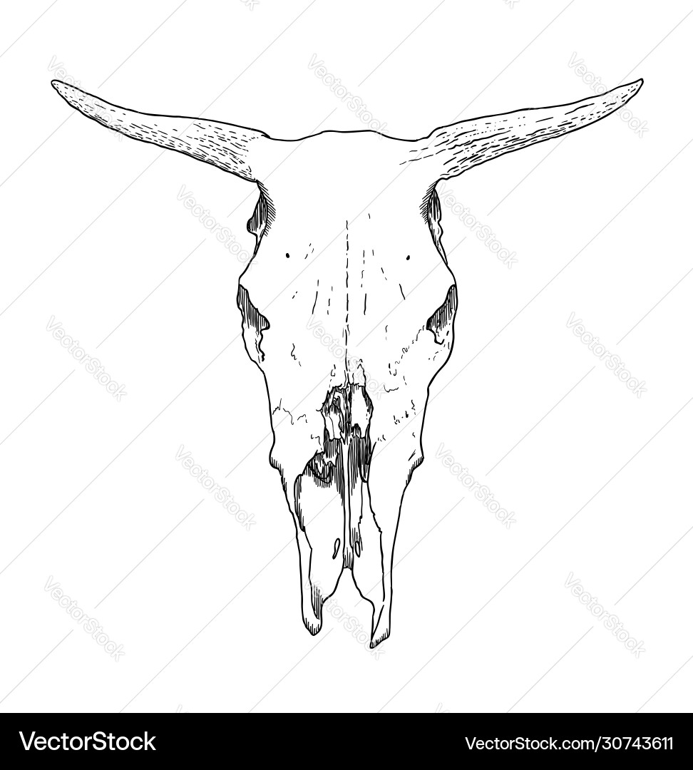 Cow skull Royalty Free Vector Image - VectorStock