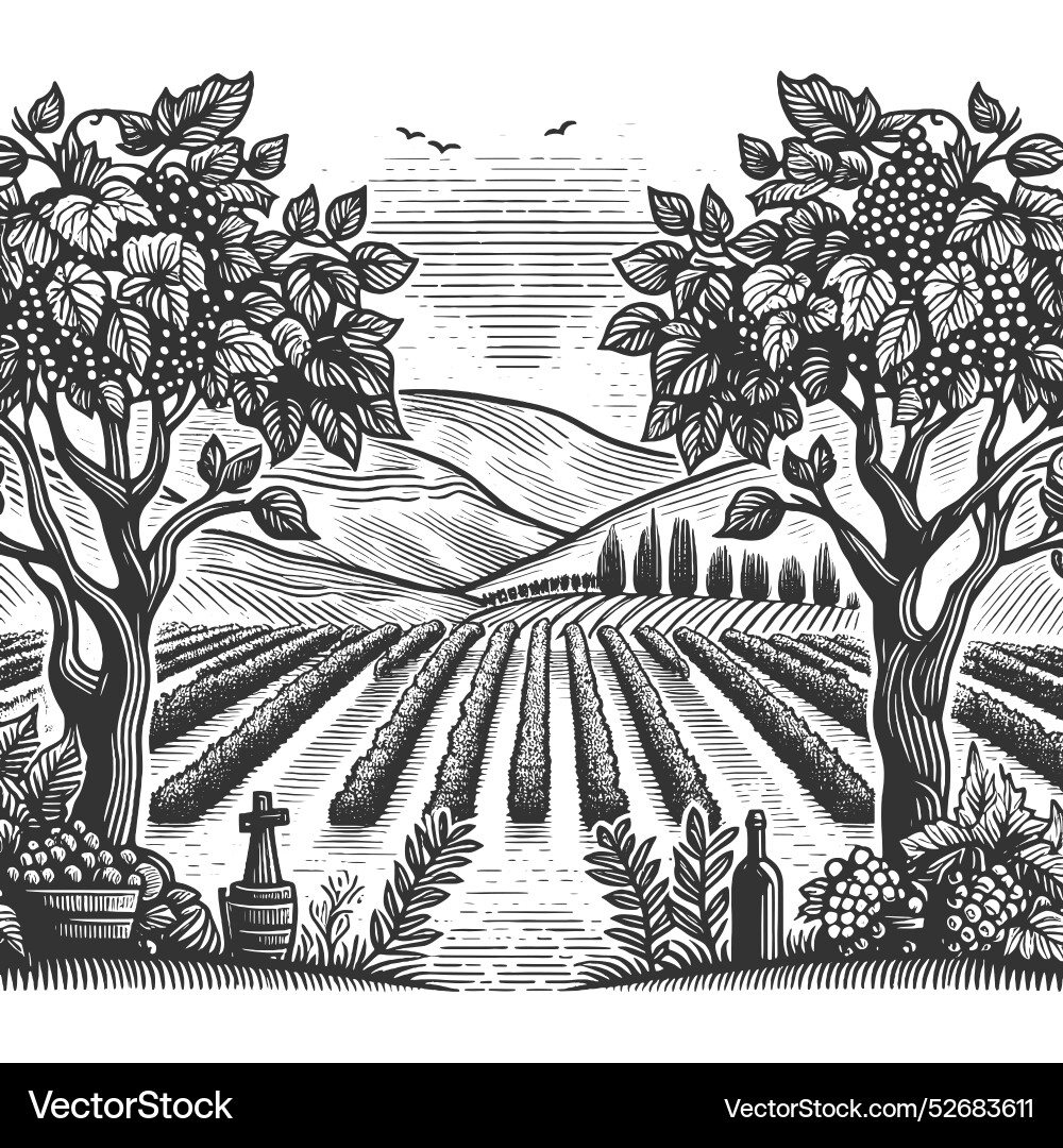 Vintage vineyard landscape with grape vines Vector Image
