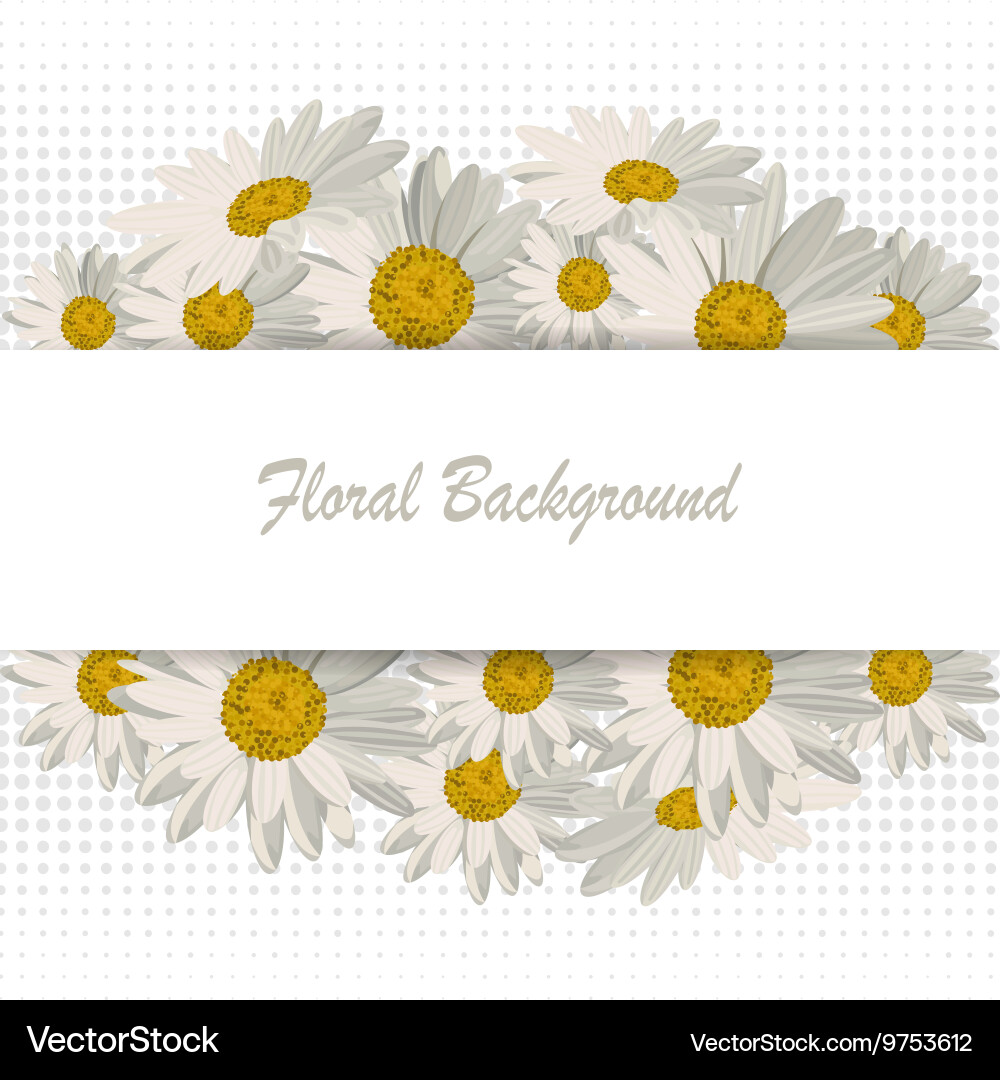 Beautiful white daisies Royalty Free Vector Image