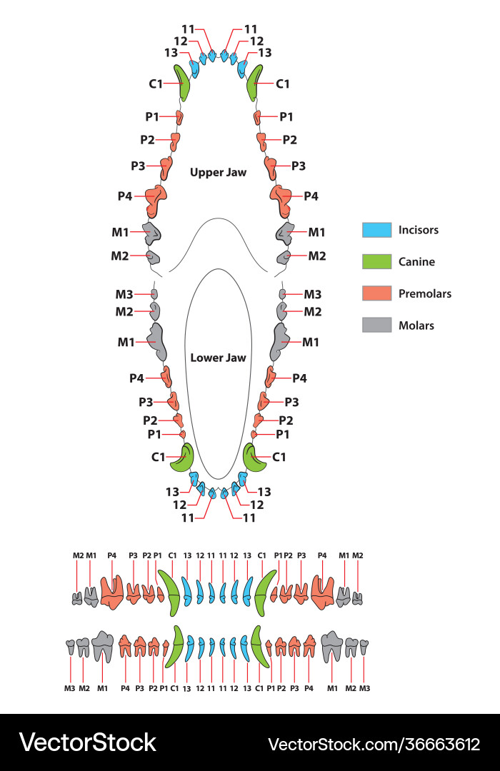 Dog Tooth Dental Formula Chart Royalty Free Vector Image