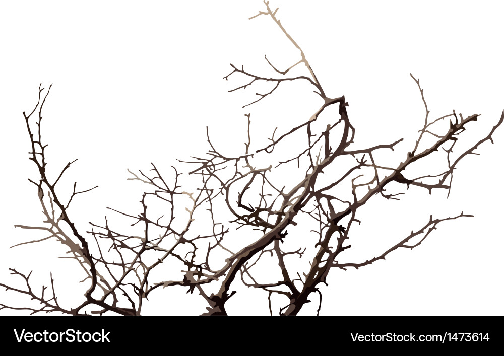 Branch Royalty Free Vector Image - VectorStock