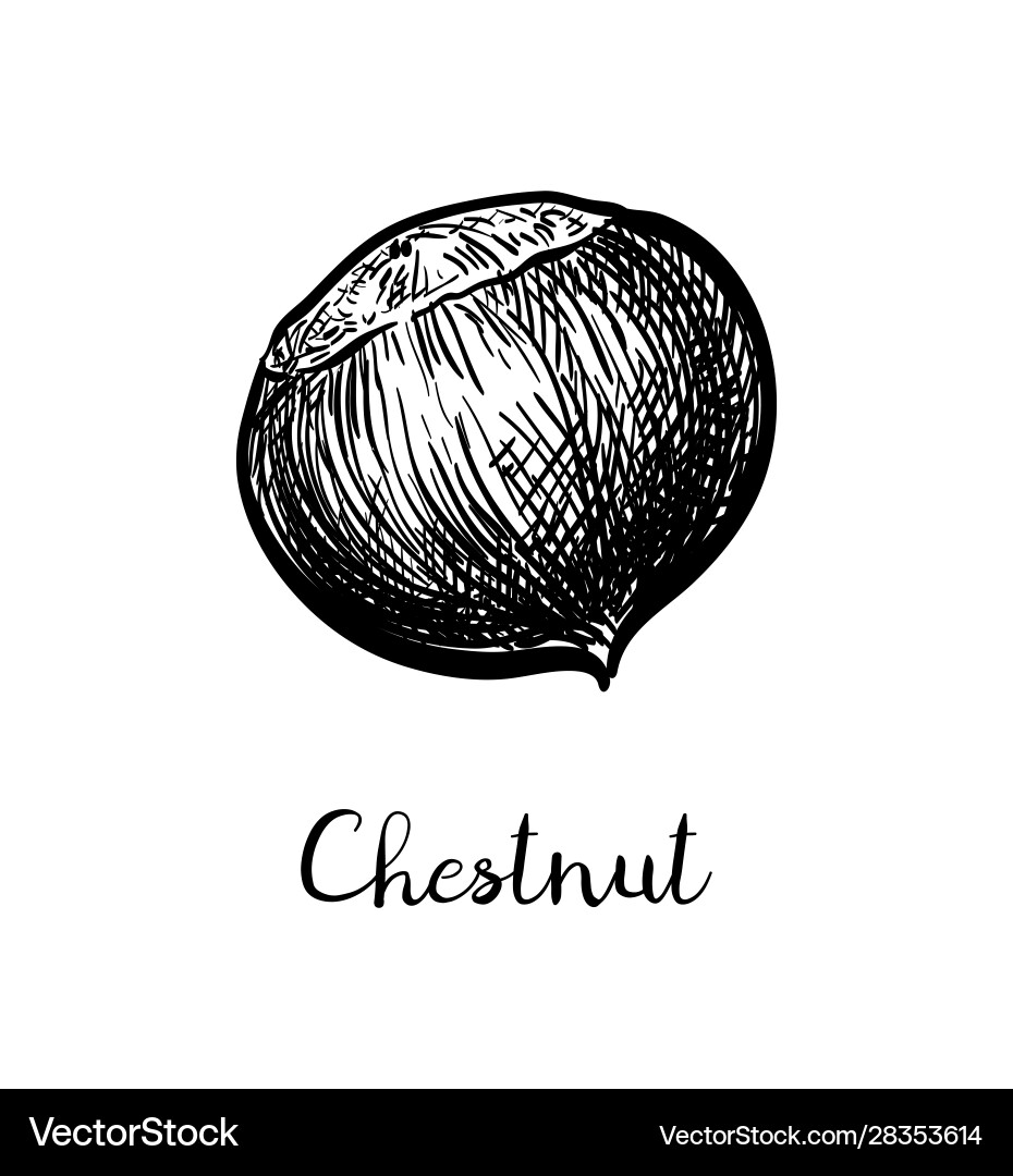 Ink sketch chestnut Royalty Free Vector Image - VectorStock