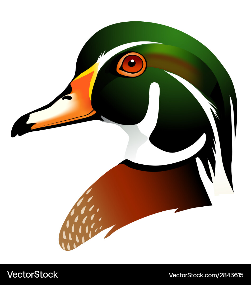 Realistic Duck Vector Images (over 920)