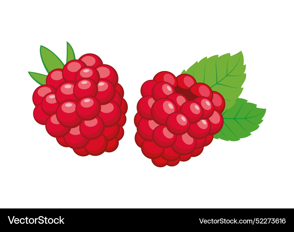 Ripe raspberry with leaves icon set Royalty Free Vector