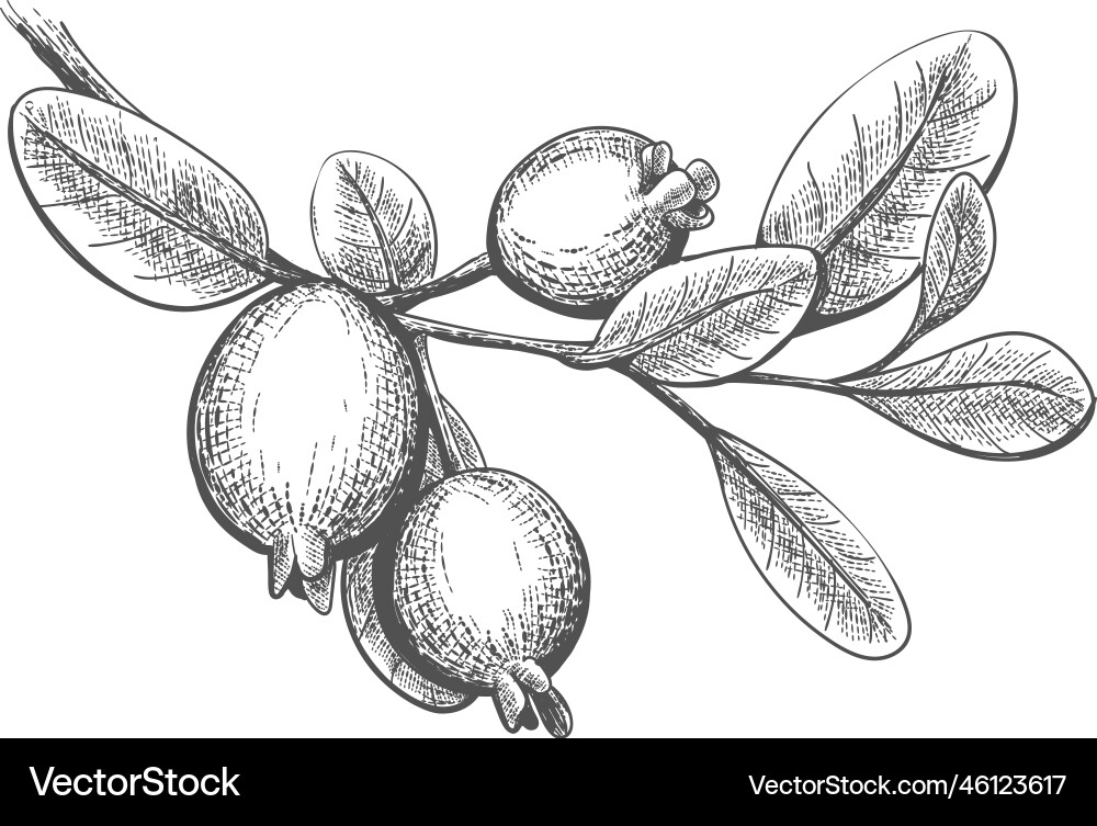 Hand drawn feijoa branch Royalty Free Vector Image