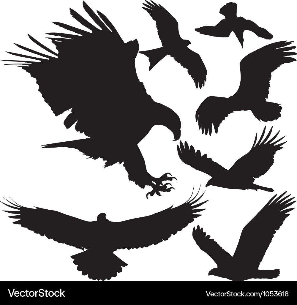 Buzzard Vector Images (over 580)